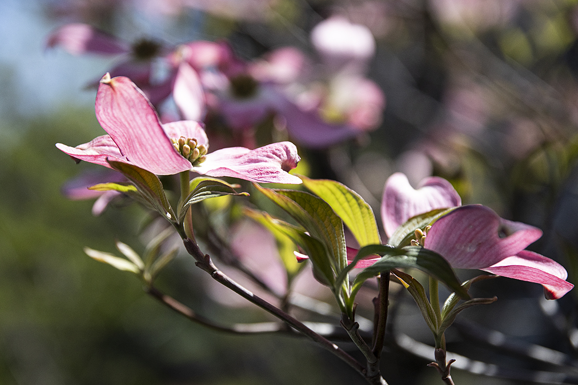 赤と白: HIROちゃんの甘辛余話